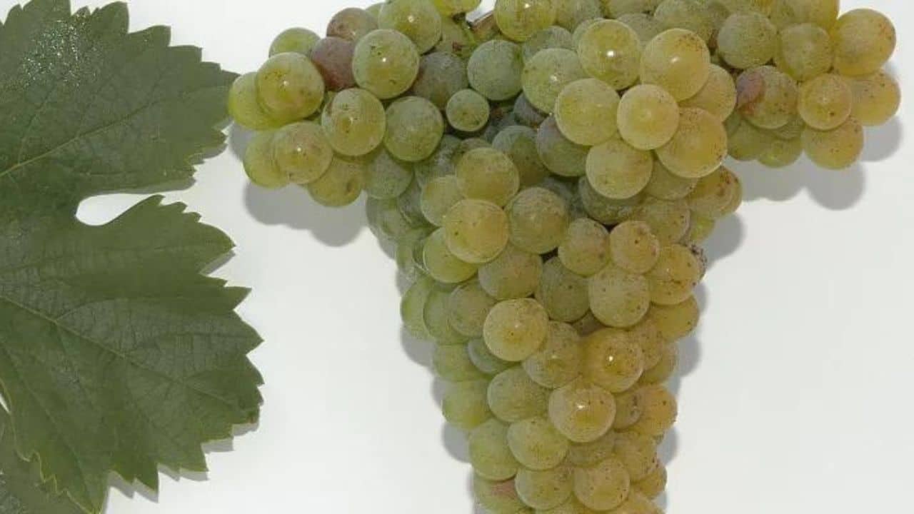 What is Rotgipfler? - Diane Wine Voyage