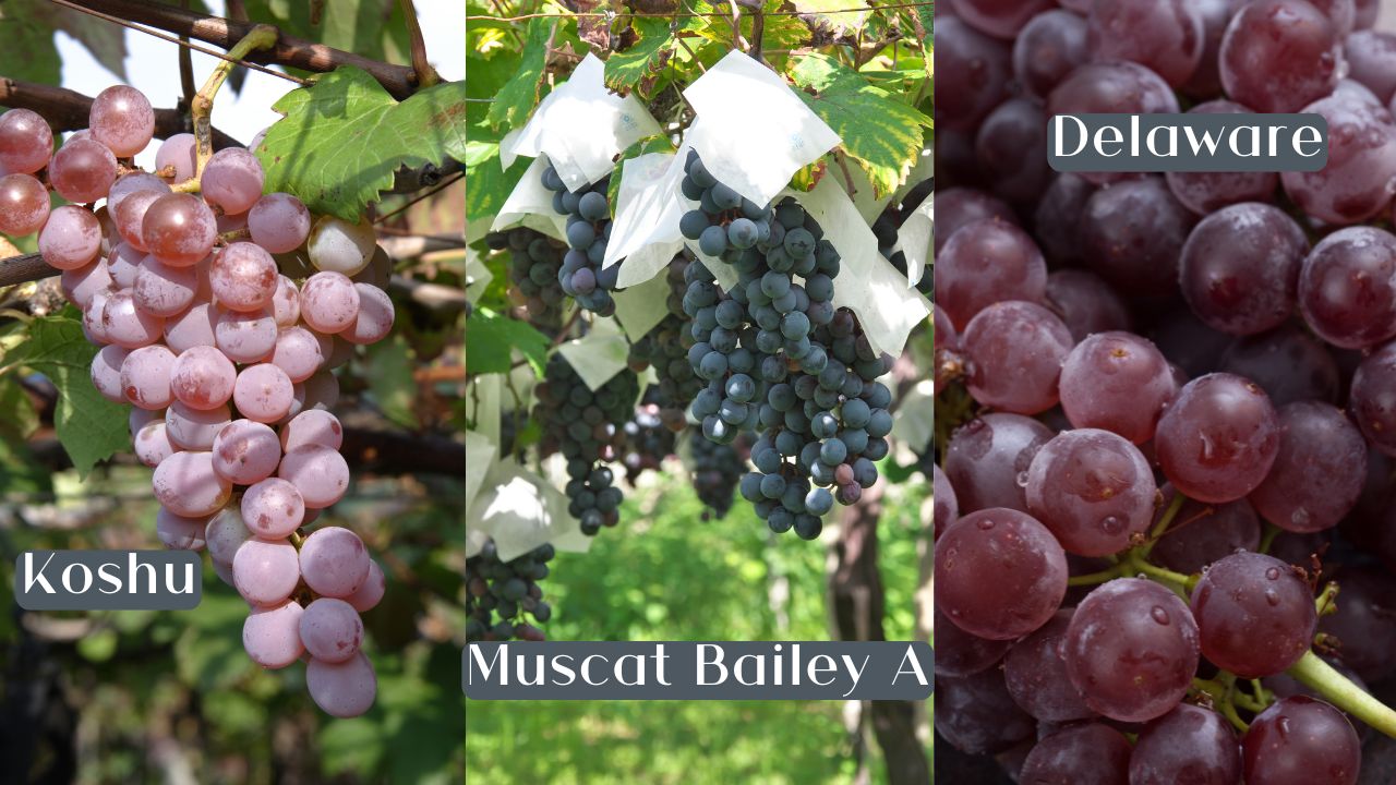 Discover Unique Japanese wine Grape Varieties - Diane Wine Voyage