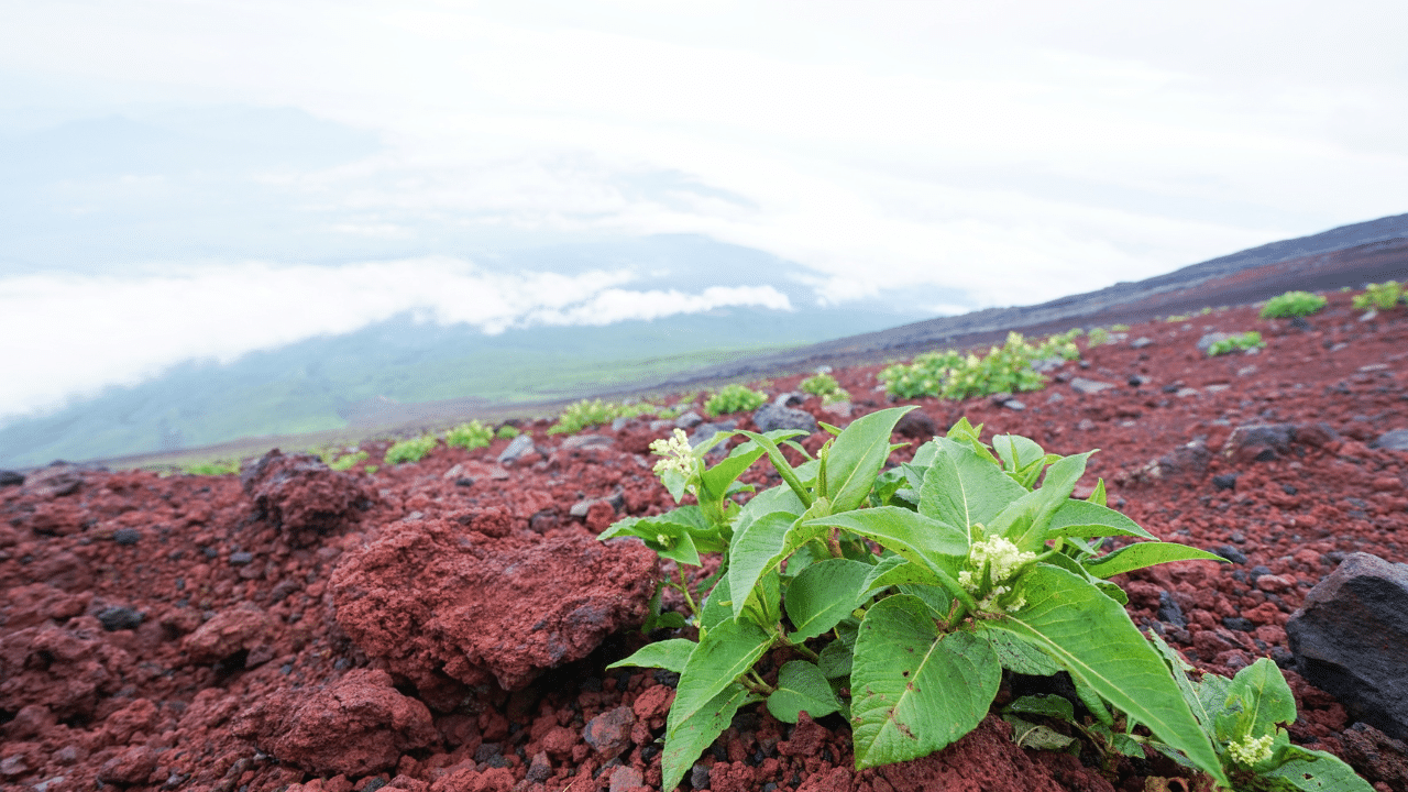 What does volcanic rock do to wine? - Diane Wine Voyage